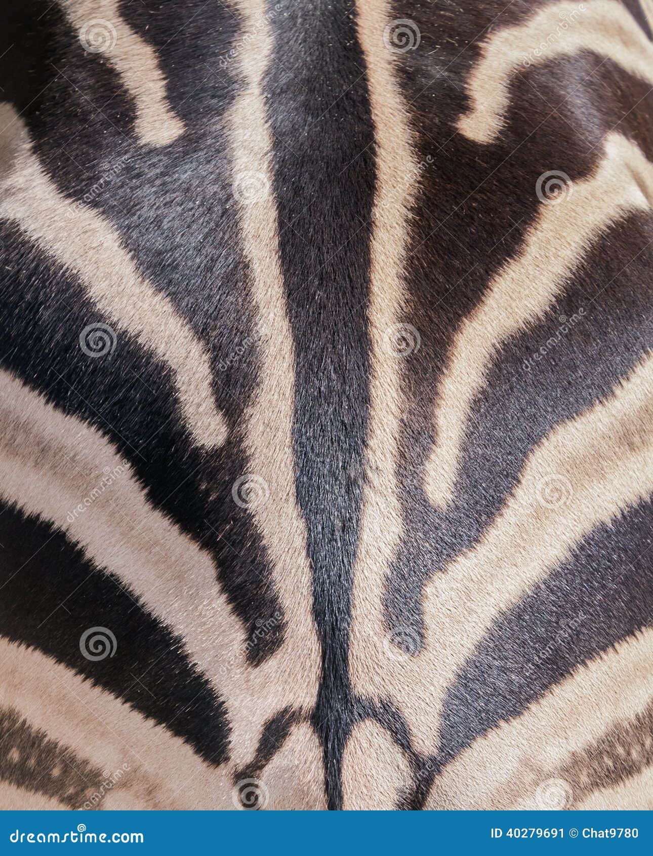 Zebra skin stock image. Image of hair, animal, stripe - 40279691