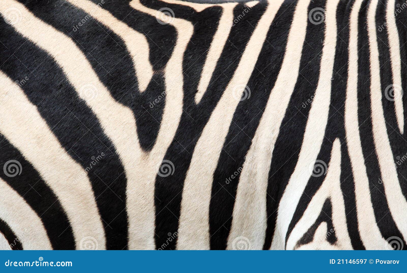 Zebra skin background stock image. Image of detail, abstract - 21146597