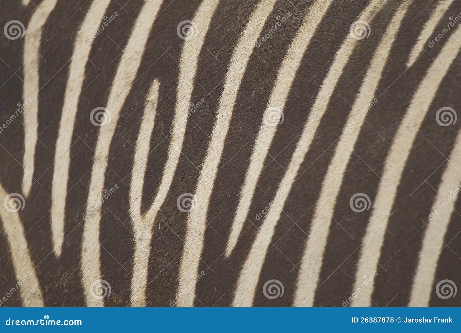 Zebra skin background stock photo. Image of lines, equus - 26387878