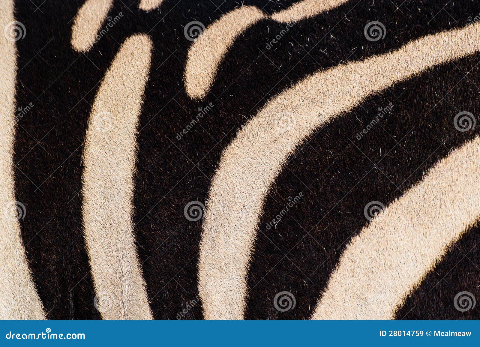 Zebra skin background stock image. Image of decoration - 28014759