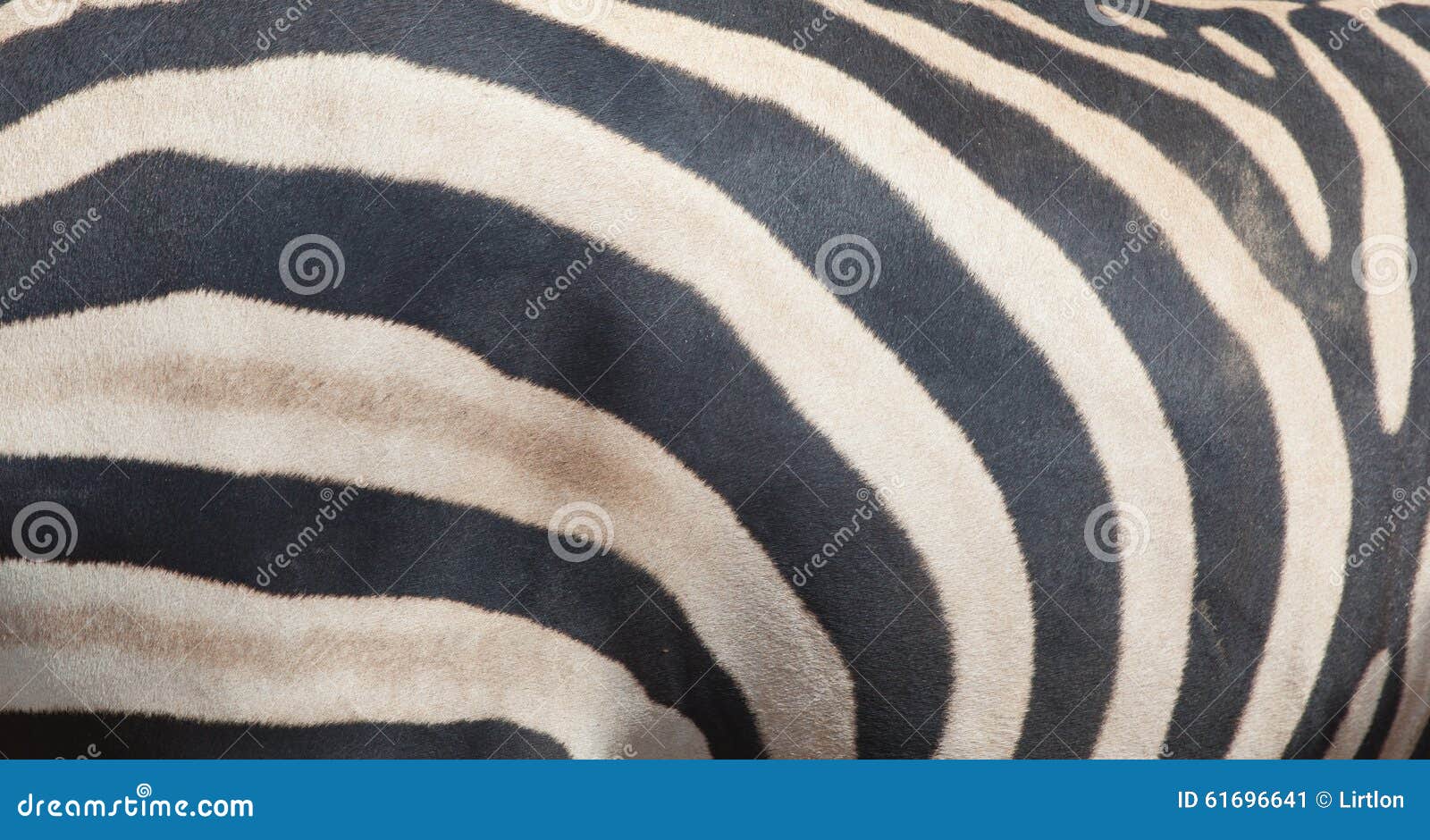 Zebra skin background stock image. Image of abstract - 61696641