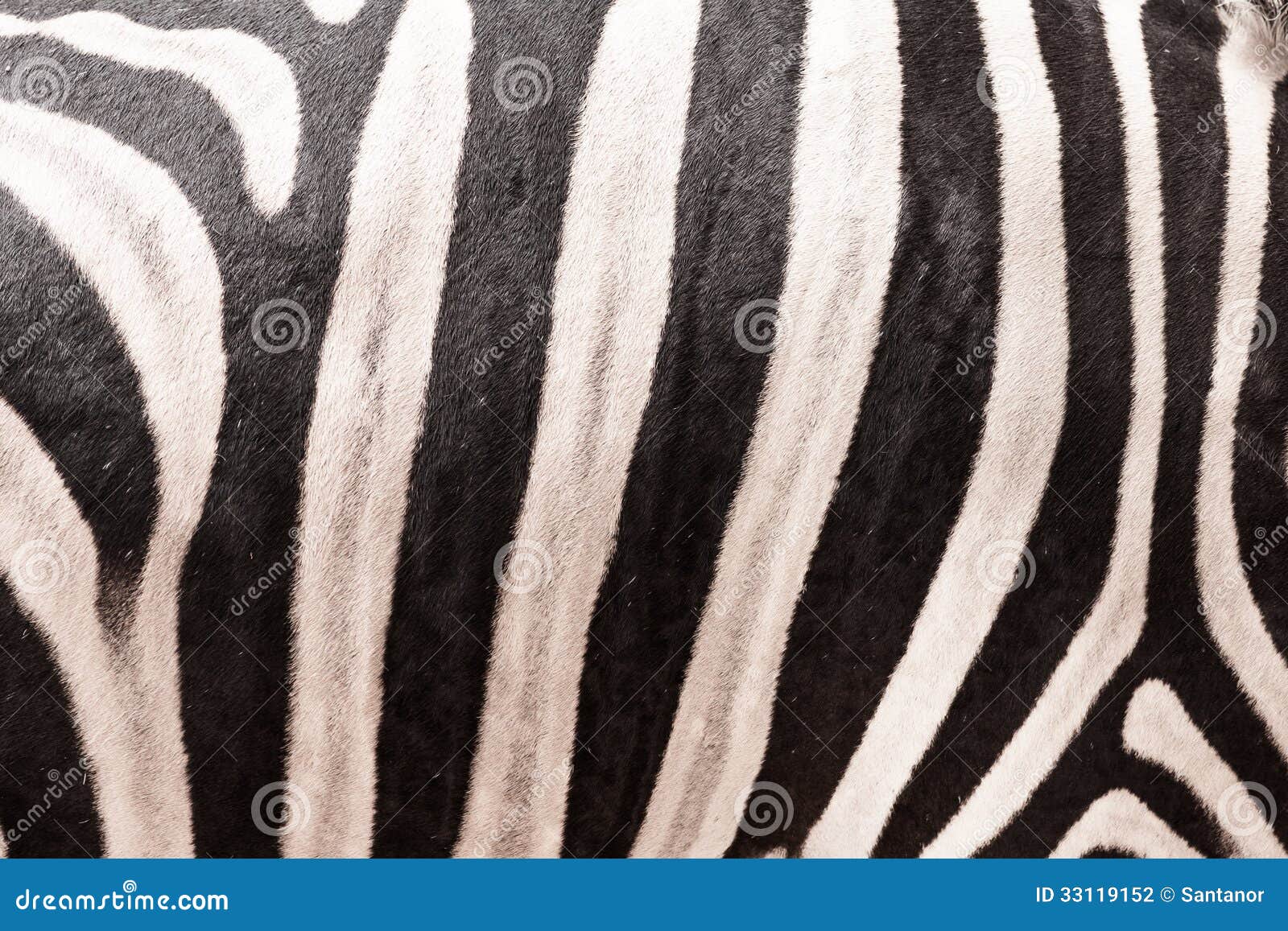 Zebra skin stock photo. Image of design, hair, repetition - 33119152