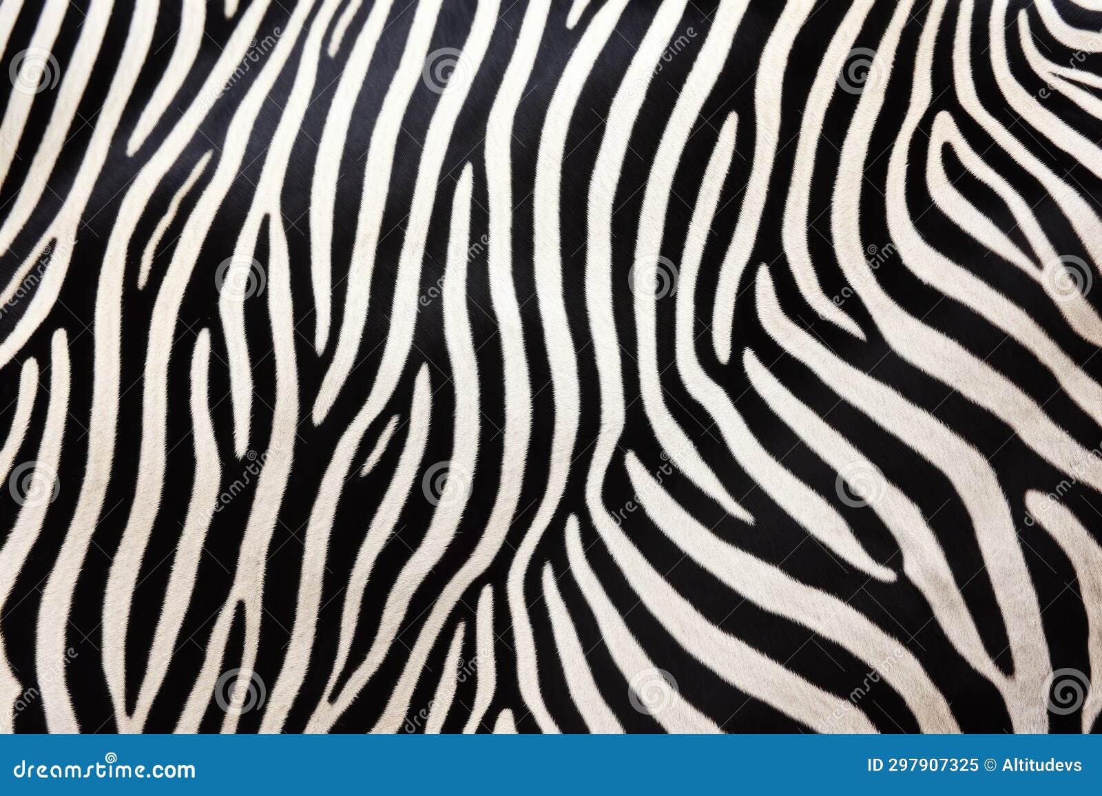 Zebra Skin Design from Tail Bottom Stock Image - Image of african ...