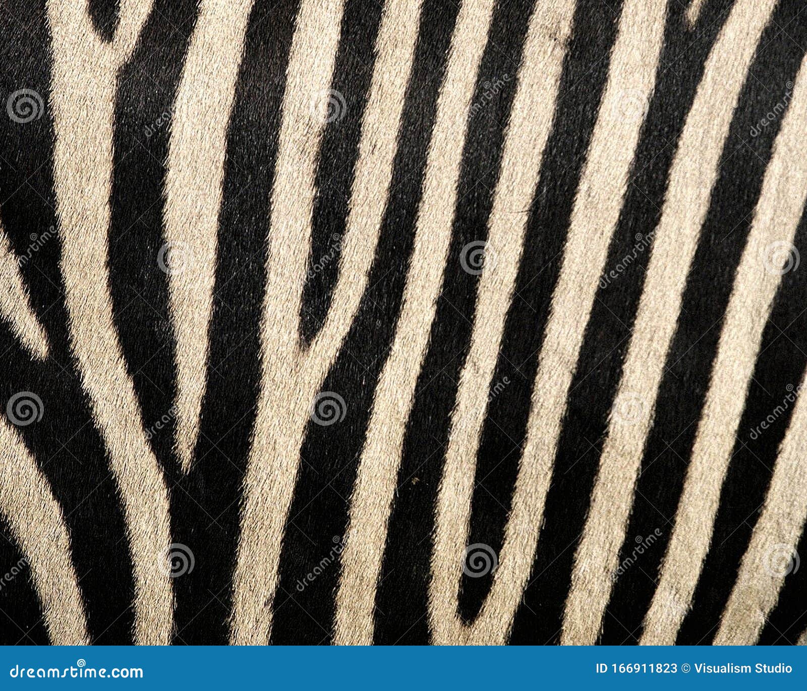 Zebra Skin Pattern Texture Repeating Monochrome Texture Animal Prints ...