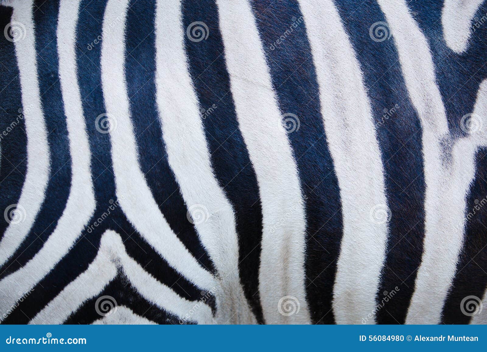 Zebra skin stock photo. Image of creature, animal, cutout - 56084980