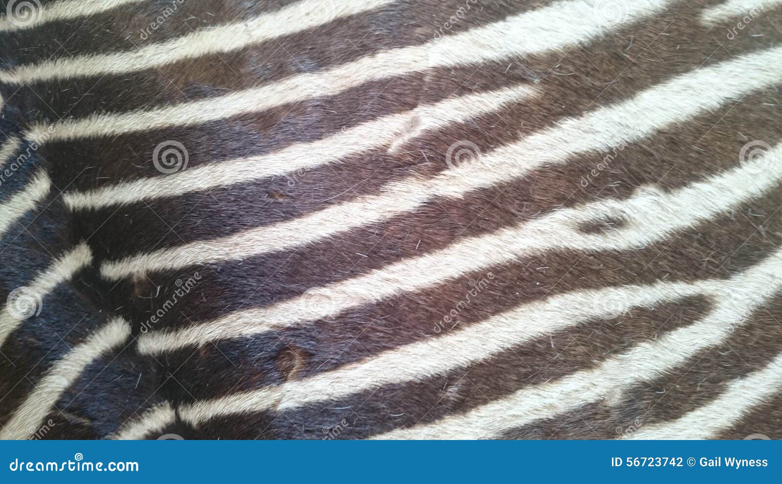 Zebra Skin Real Look and Feel Stock Photo - Image of stripes, skin ...