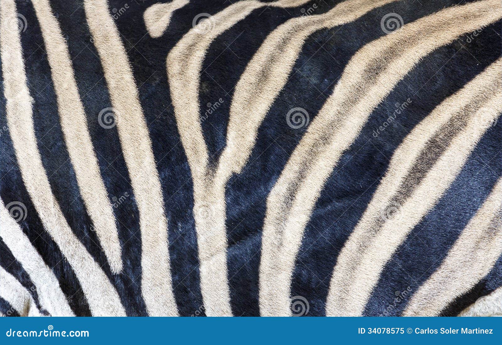Zebra skin texture stock image. Image of mammal, seamless - 34078575