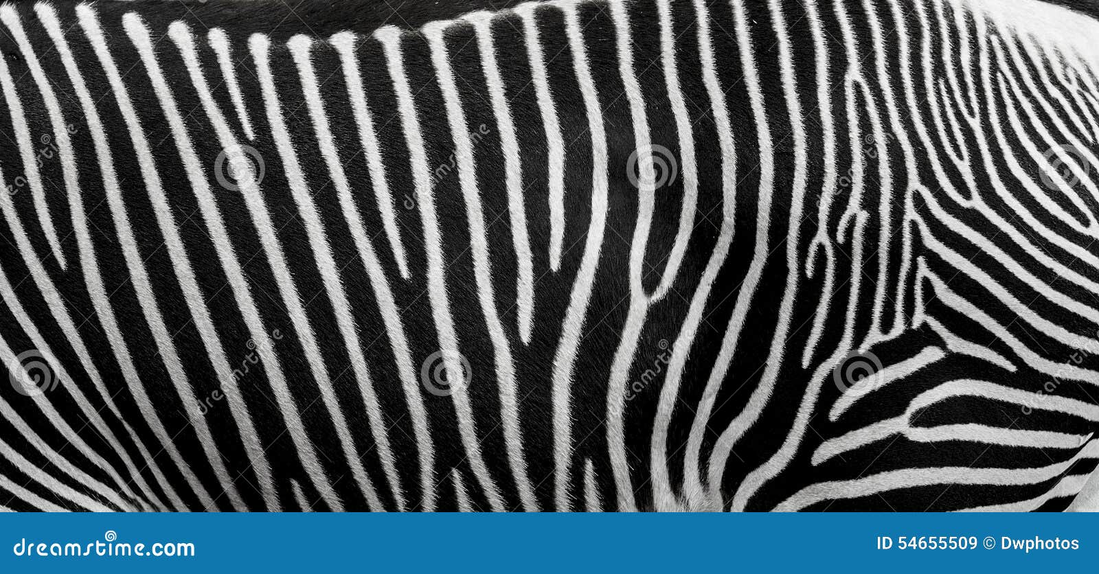 Zebra skin/texture stock image. Image of mammal, fauna - 54655509