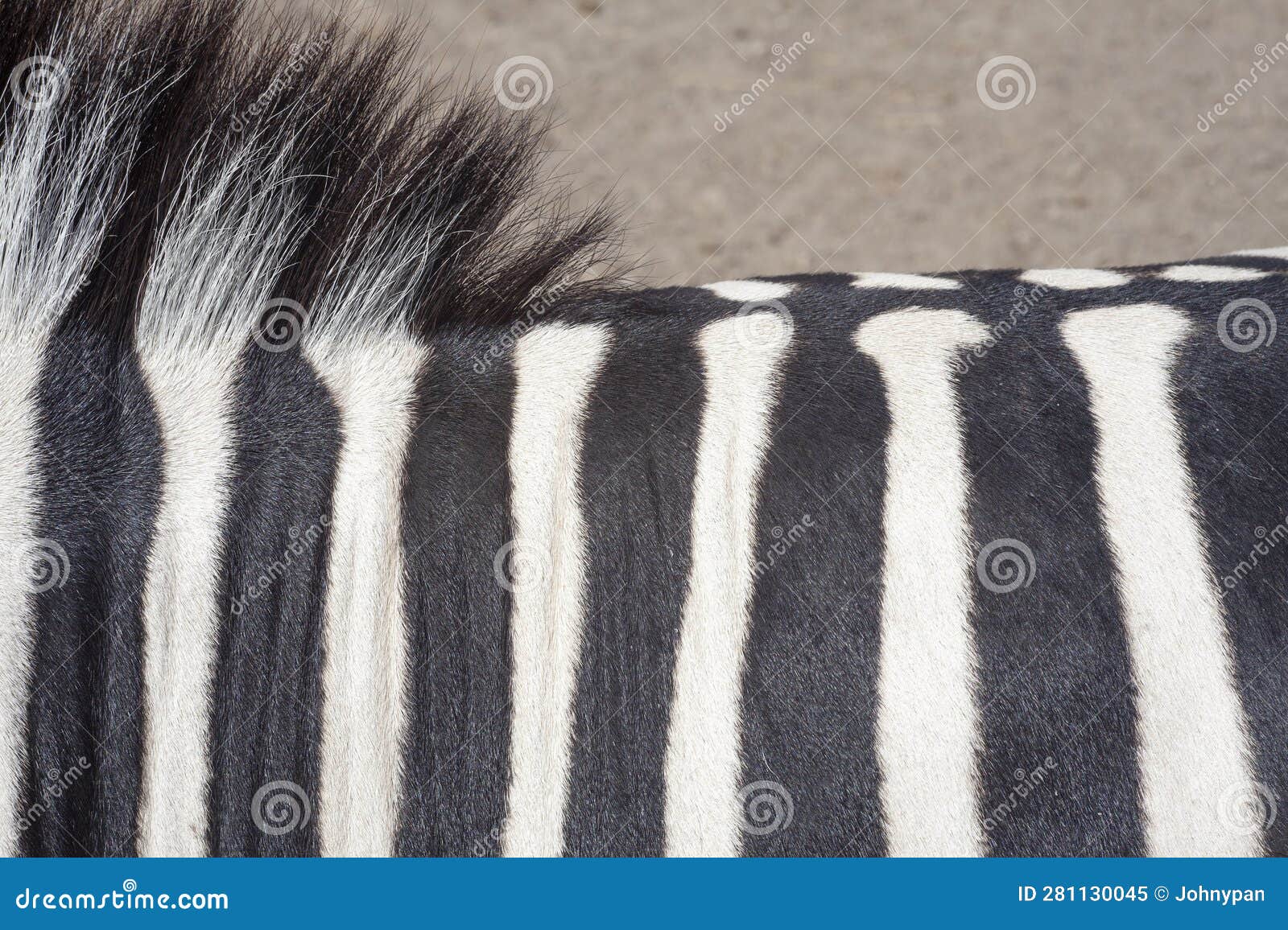 Zebra skin texture stock image. Image of safari, abstract - 281130045