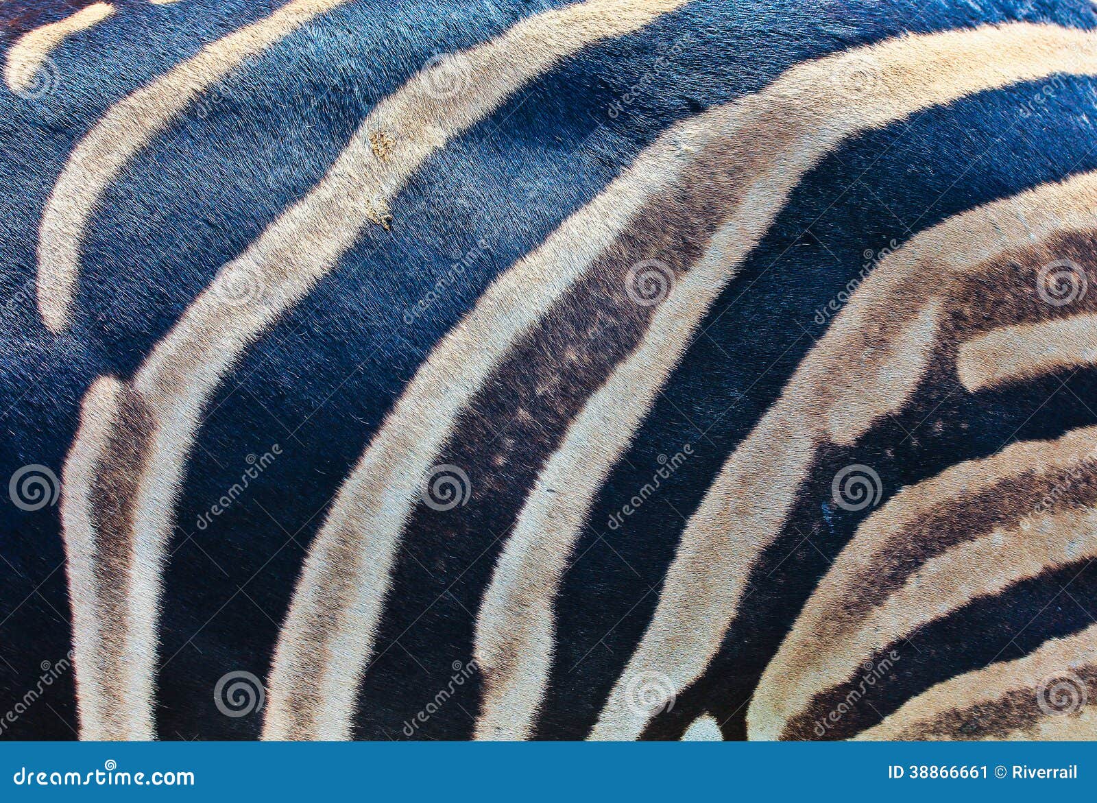 Zebra skin stock image. Image of park, nature, burchell - 38866661