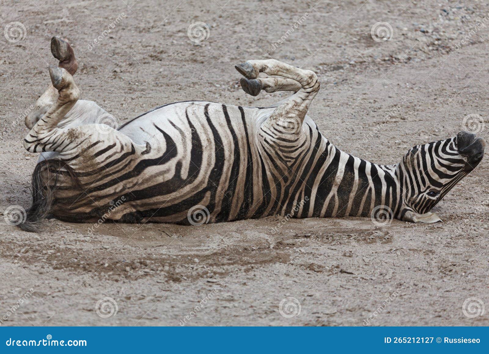 Zebra sleeping on the back stock image. Image of black - 265212127