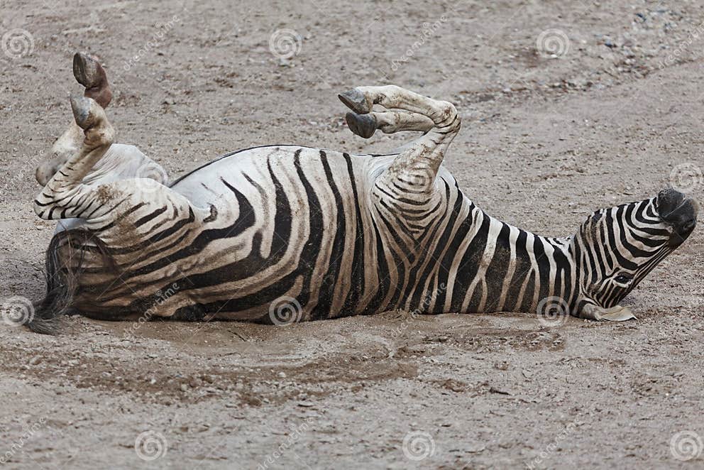 Zebra sleeping on the back stock image. Image of black - 265212127