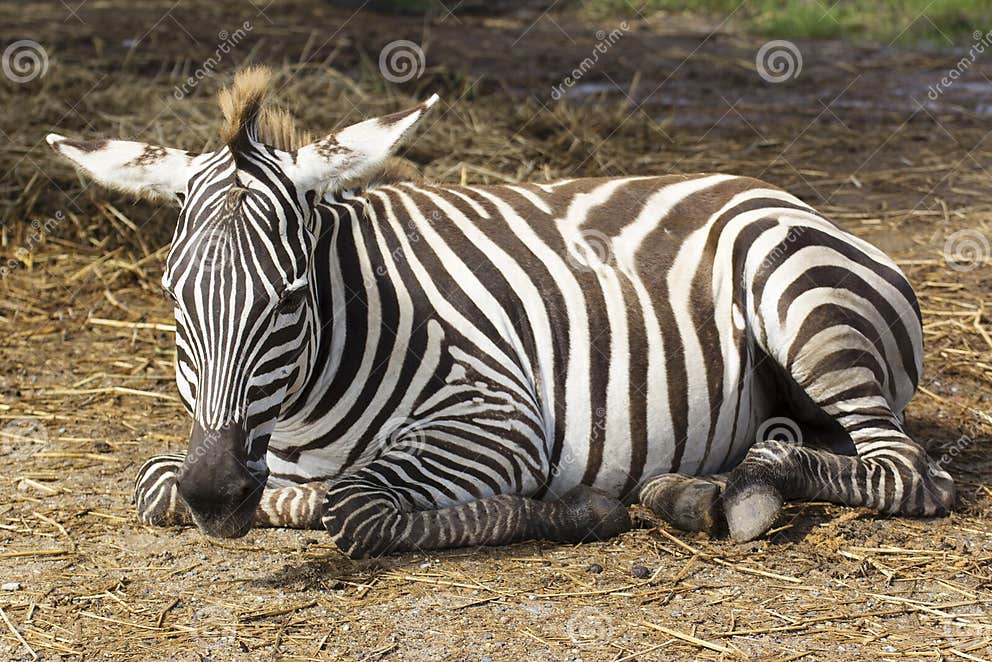 Zebra Sleeping on the Field Stock Image - Image of horse, tourism: 43906085