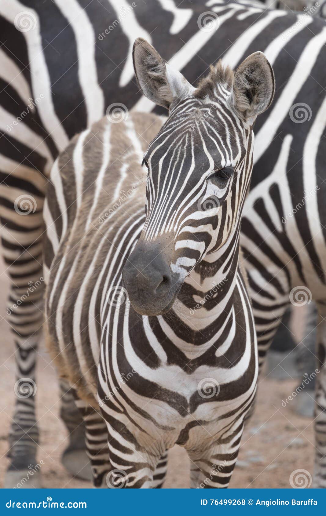 Zebra stock photo. Image of animal, zebras, safari, south - 76499268