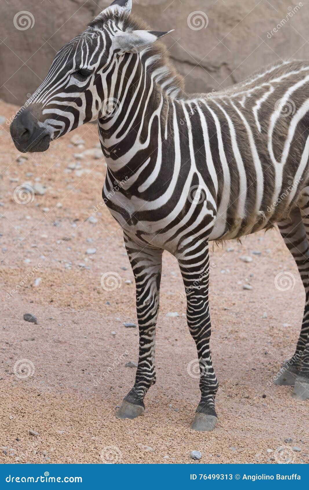 Zebra stock image. Image of park, nature, mammal, nnnnnnsnout - 76499313