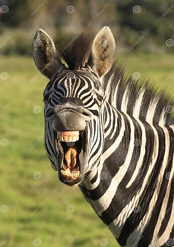 Zebra smile. stock image. Image of teeth, white, horse - 4878163