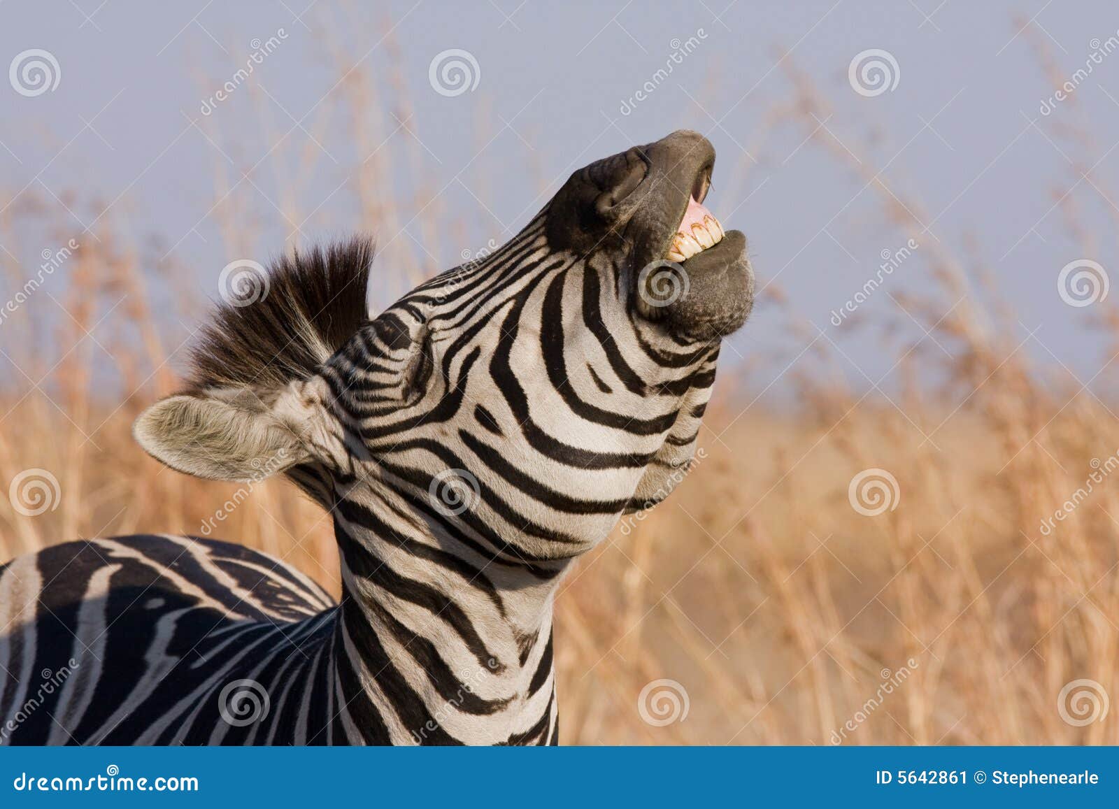 Zebra smile stock image. Image of laugh, animal, monochrome - 5642861