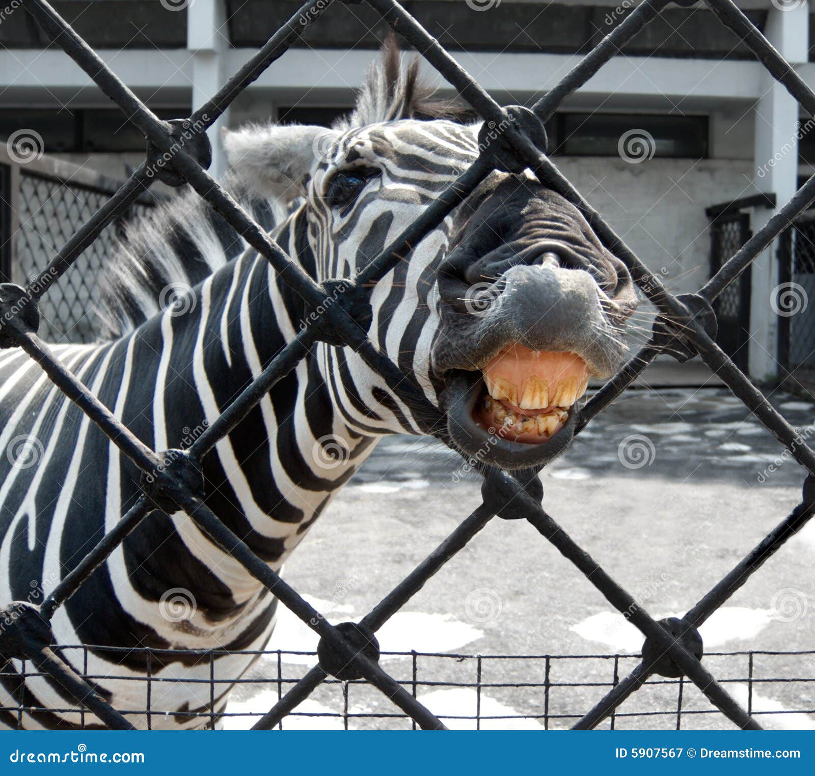 Zebra smile stock image. Image of bread, feed, wild, striped - 5907567