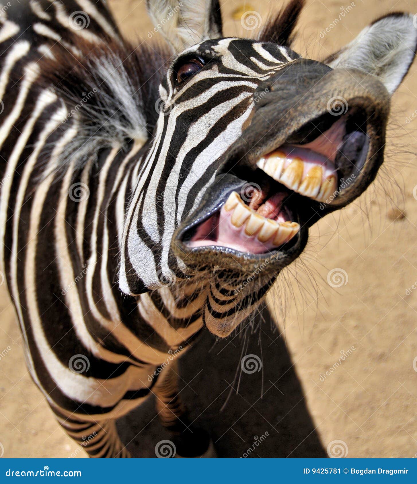 Zebra smile stock image. Image of africa, safari, head - 9425781