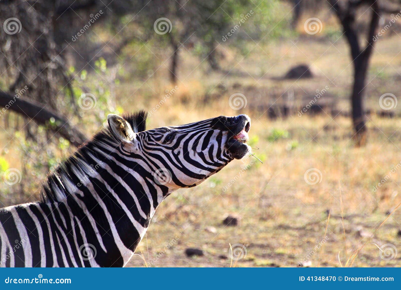 Zebra smiling stock photo. Image of funny, habitat, africa - 41348470