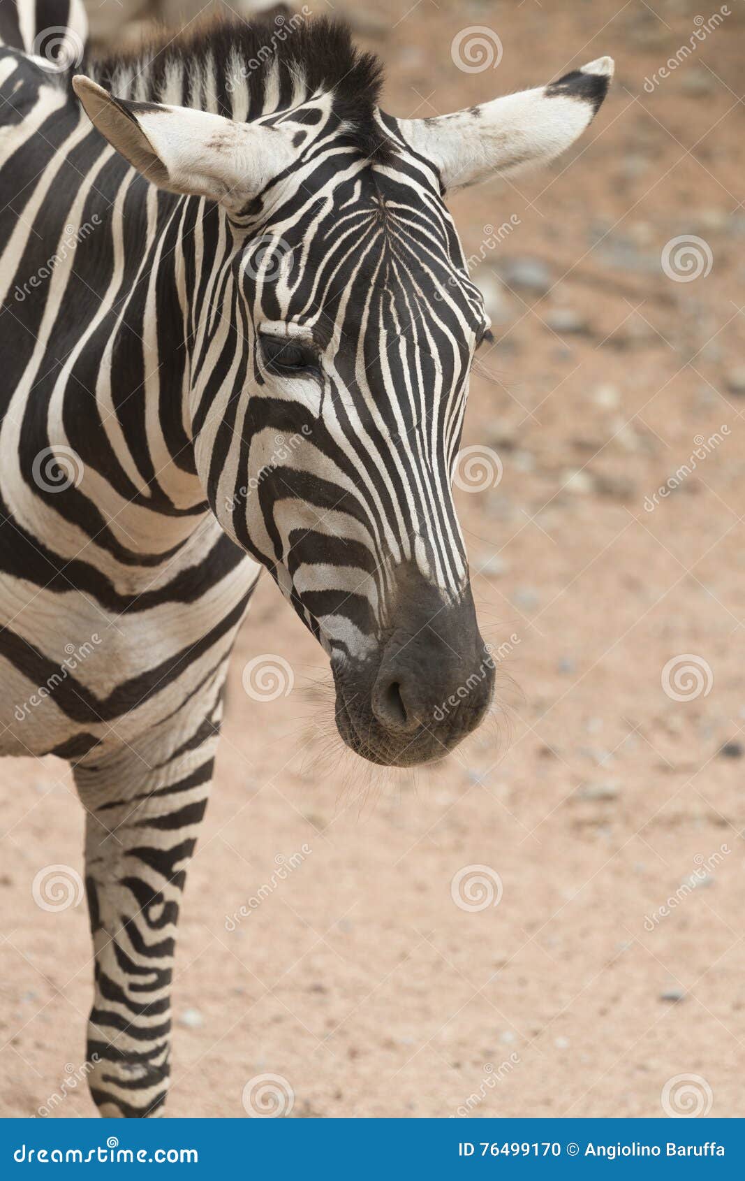 Zebra stock photo. Image of wildlife, black, zebra, white - 76499170