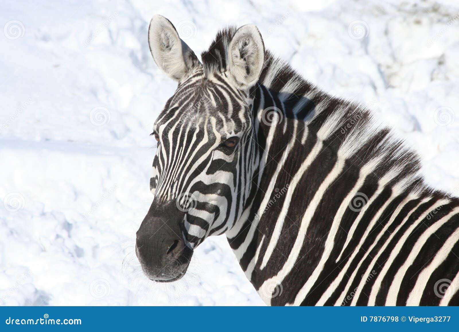 Zebra in snow stock photo. Image of hunting, zebra, black - 7876798