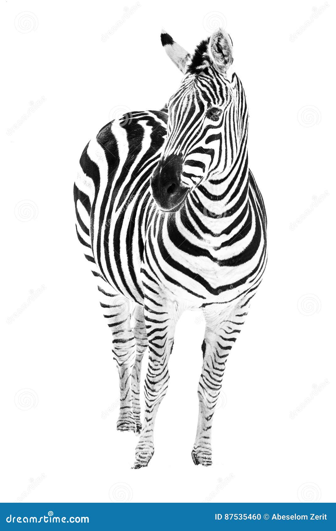 Zebra in Snow VI stock photo. Image of nature, grant - 87535460