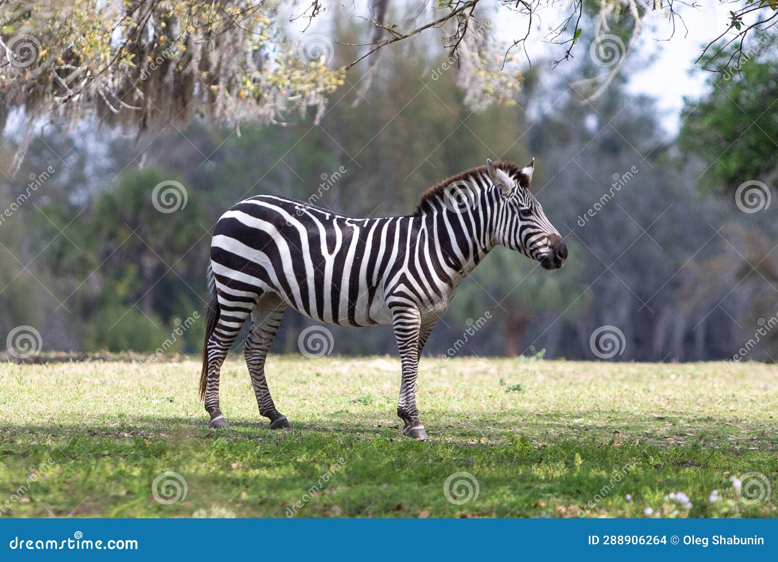 Zebra... stock photo. Image of mammal, lion, deer, tiger - 288906264