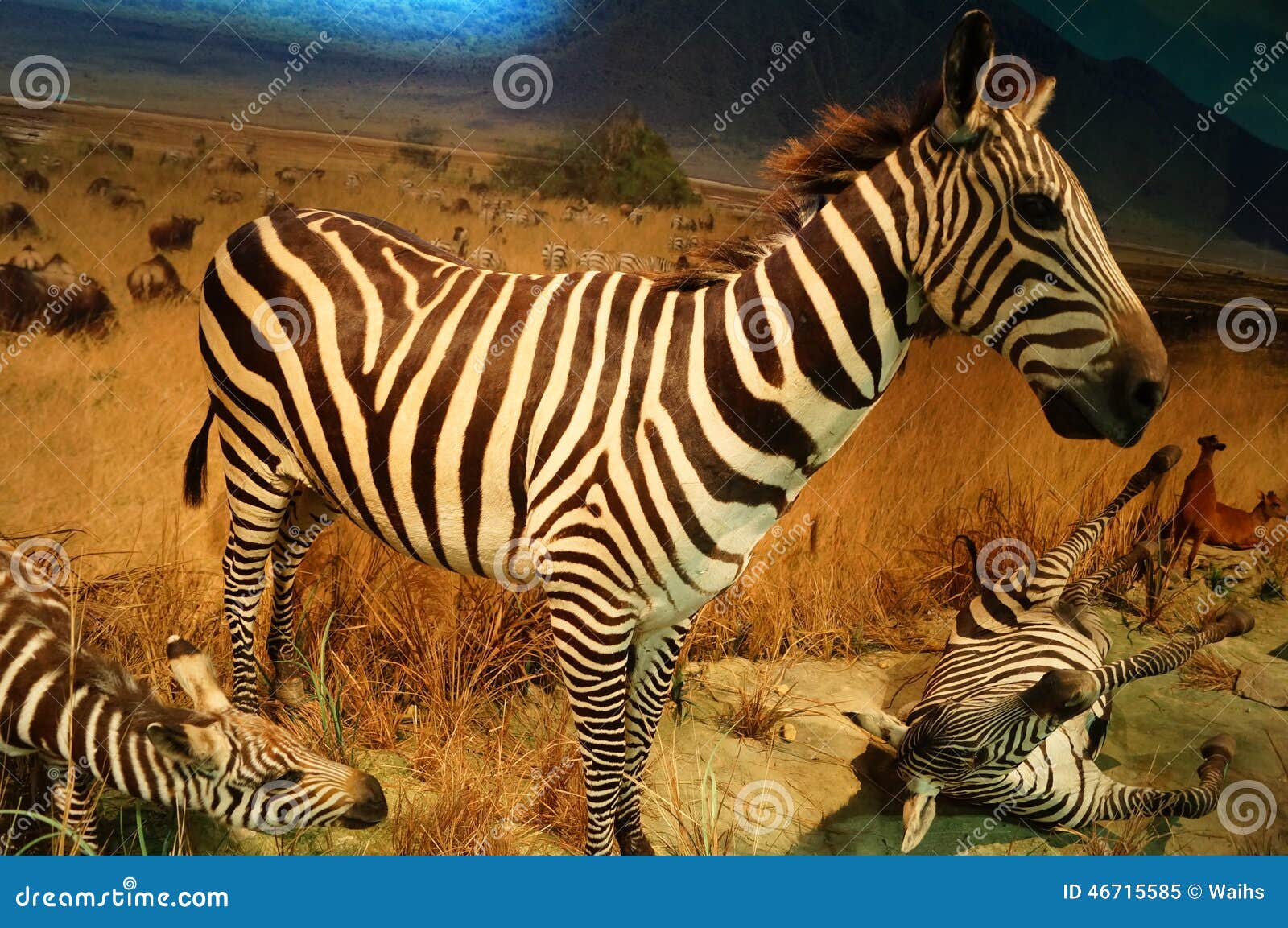 Zebra Specimens Stock Photos - Free & Royalty-Free Stock Photos from ...