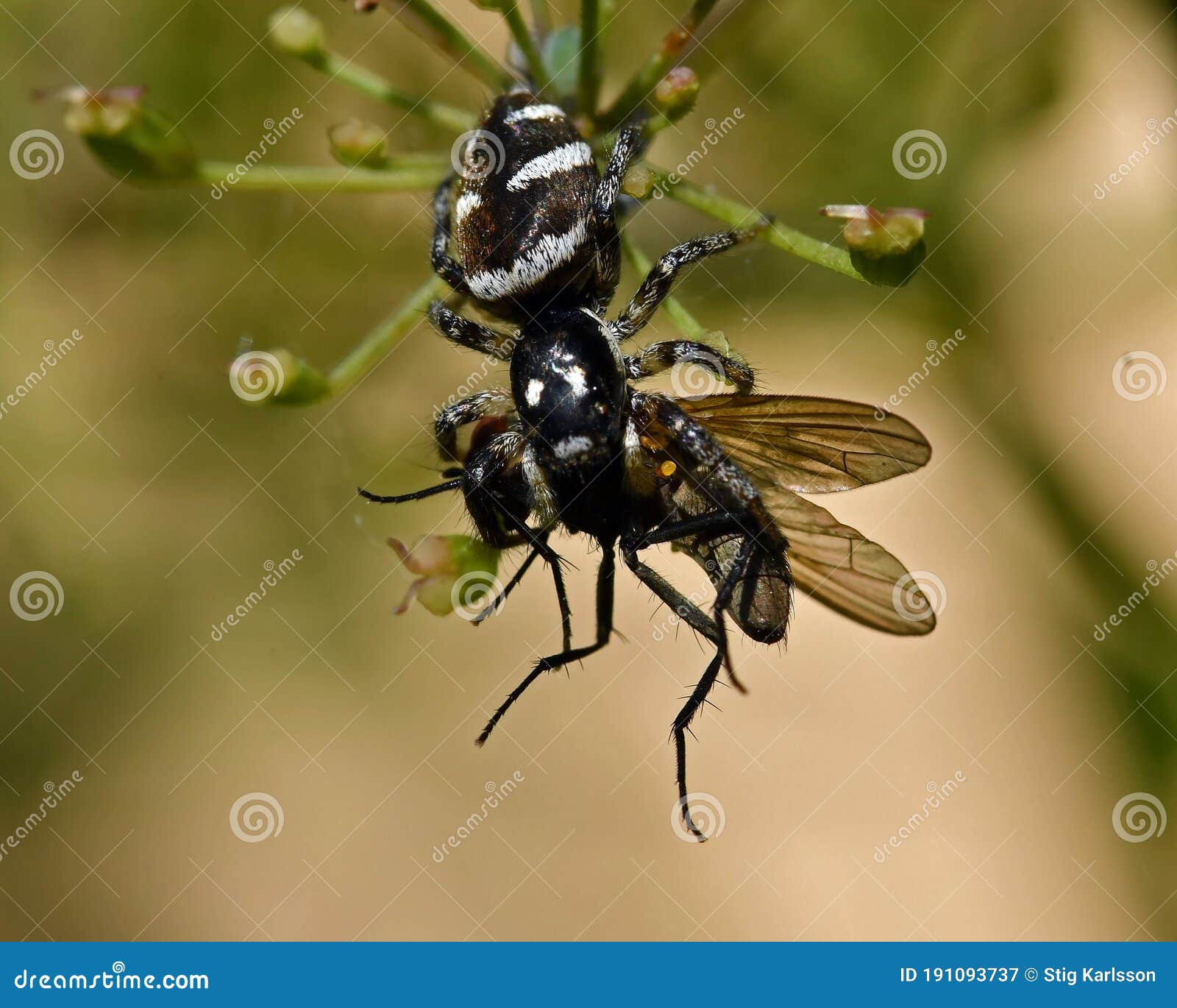 Zebra Spider Salticus Cenicus Acaba De Pegar Uma Mosca Imagem de Stock ...