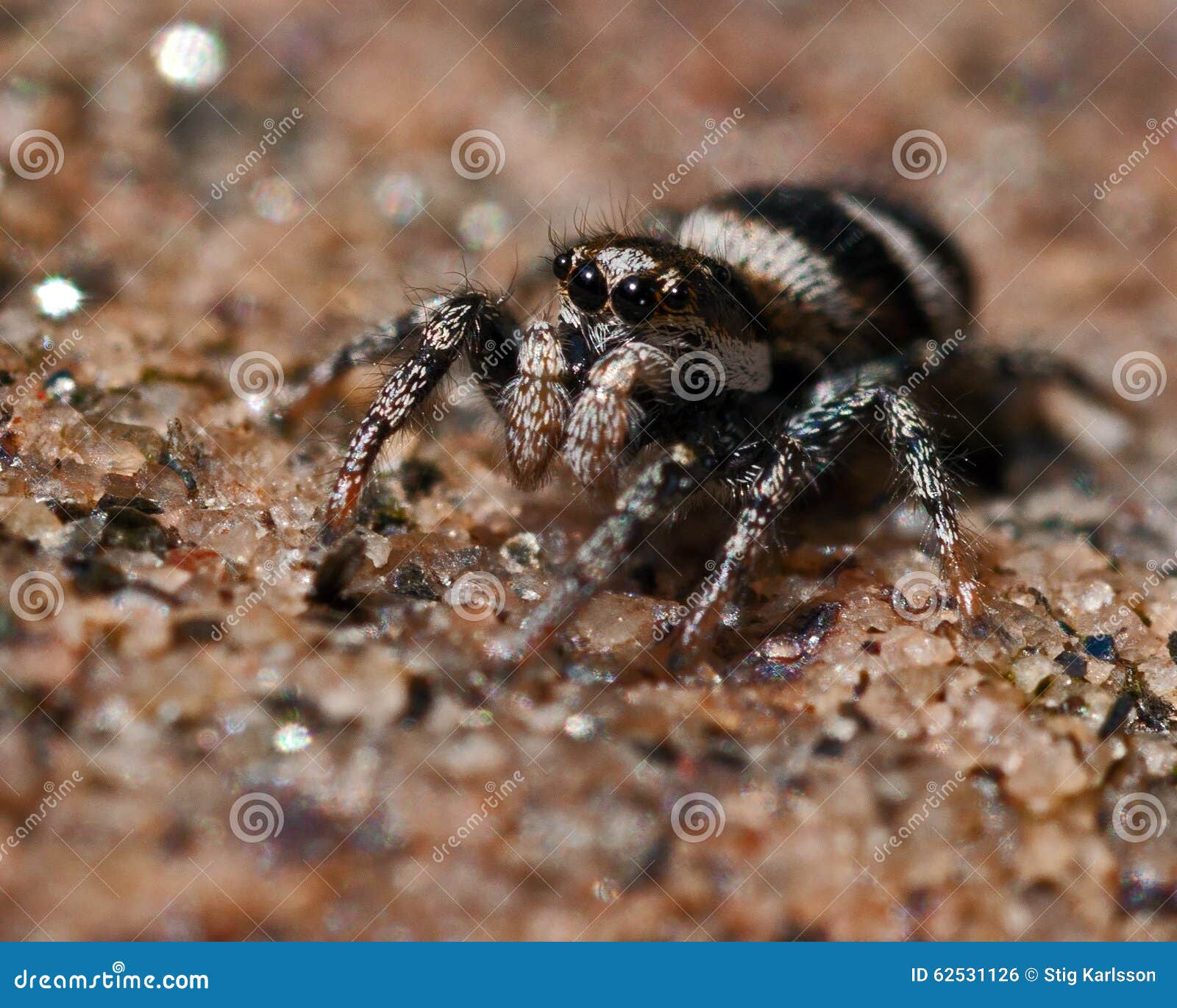 Zebra Spider Salticus Scenicus Stock Photo - Image of leaf, animal ...