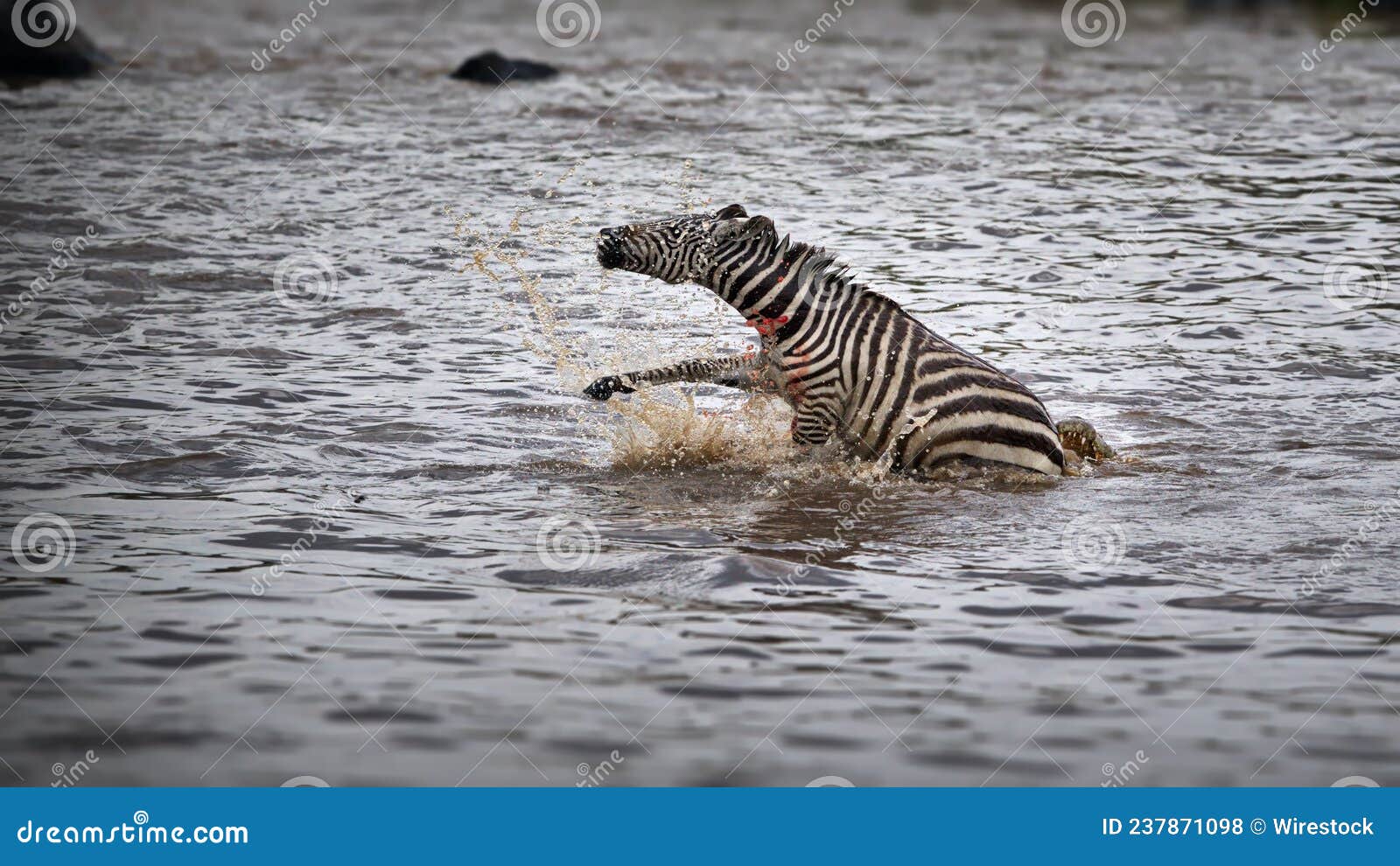 Zebra Splashing Around in a River in Masai Mara, Kenya Stock Photo ...
