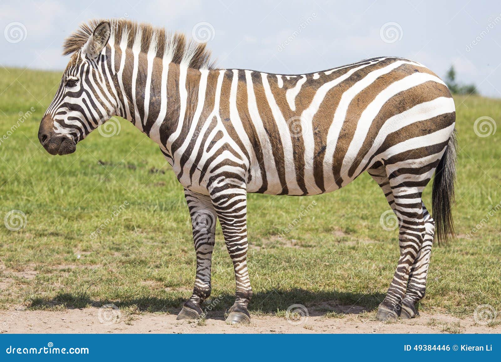Zebra stock photo. Image of natural, burchell, safari - 49384446