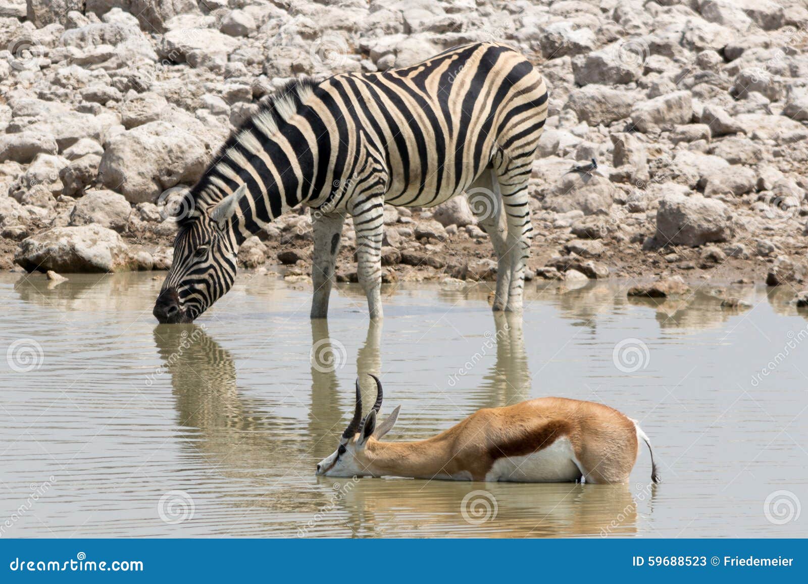Zebra and springbok stock image. Image of mammals, animal - 59688523