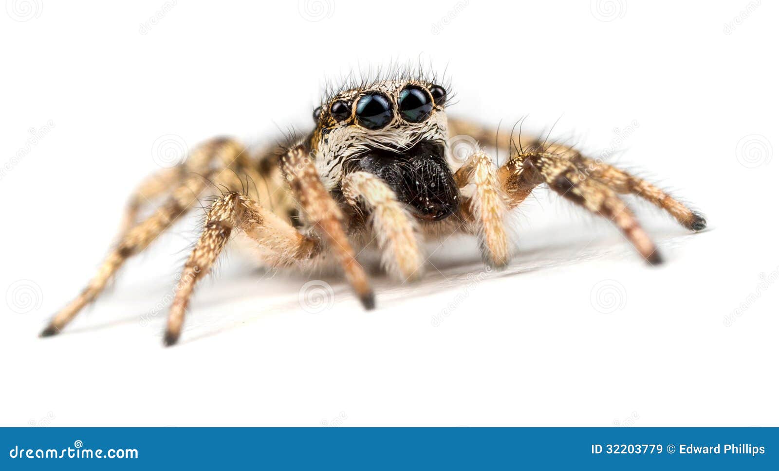 Zebra-springende Spinne - Salticus-scenicus Stockbild - Bild von raub ...
