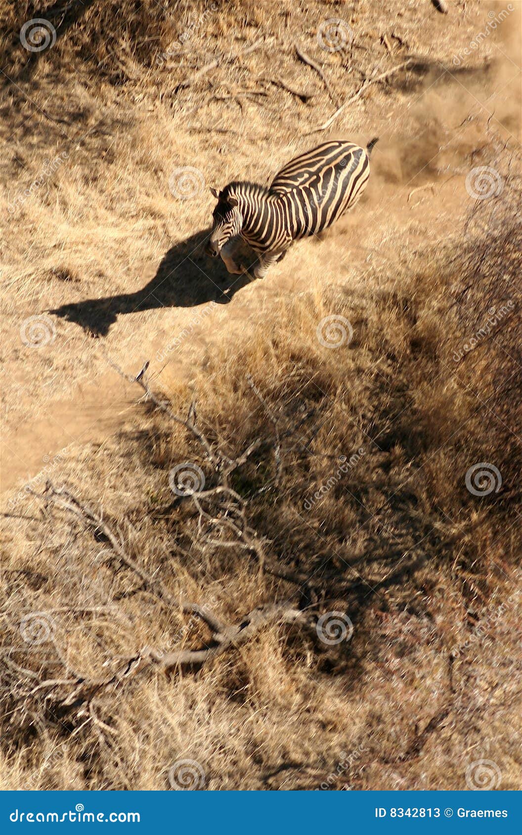Zebra sprint stock image. Image of hooves, group, gold - 8342813