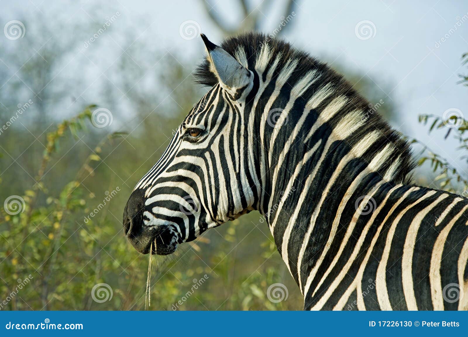 Zebra Stallion stock photo. Image of park, handsome, equine - 17226130
