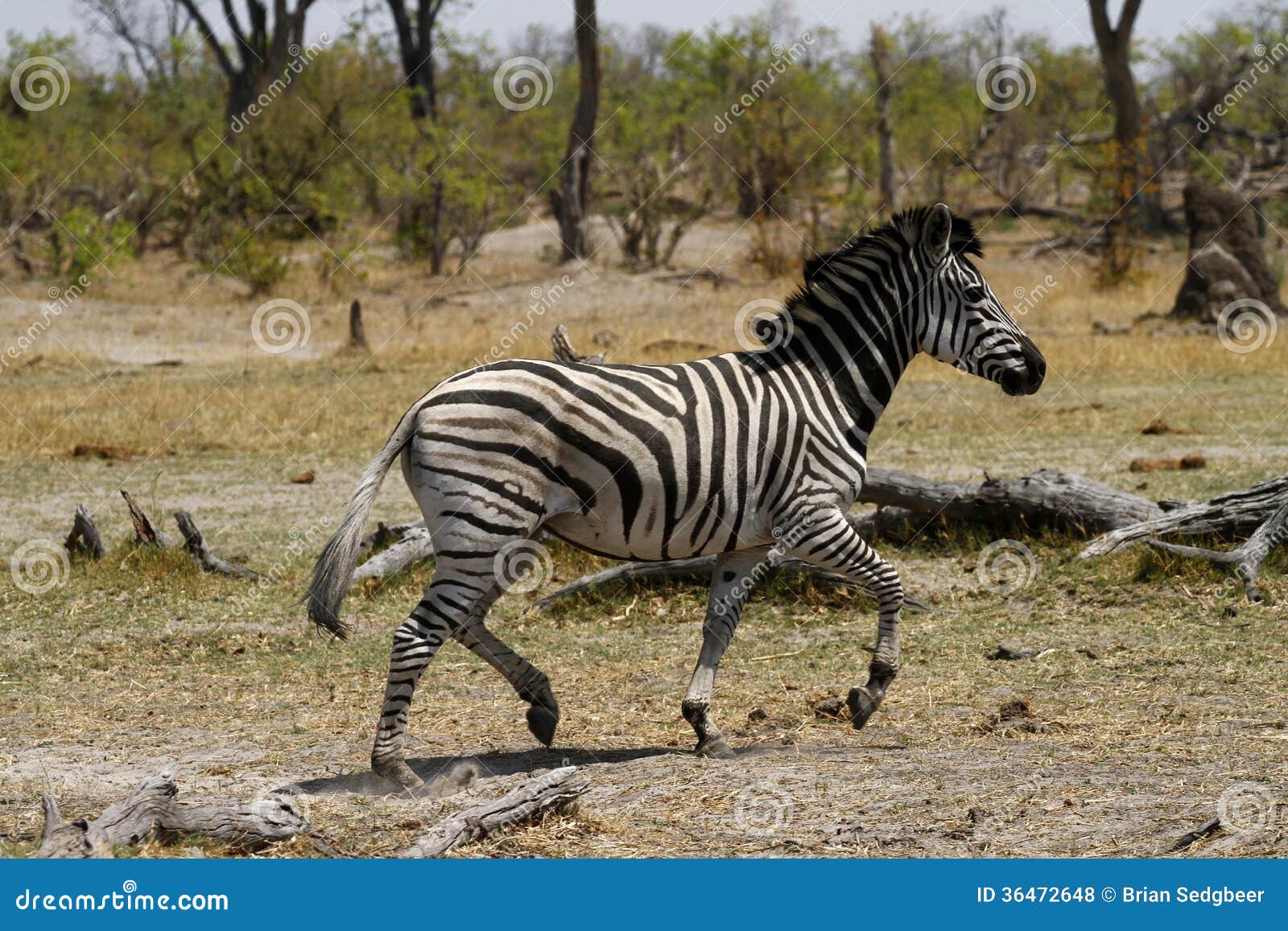 Zebra Stallion stock photo. Image of game, animal, sedgbeer - 36472648