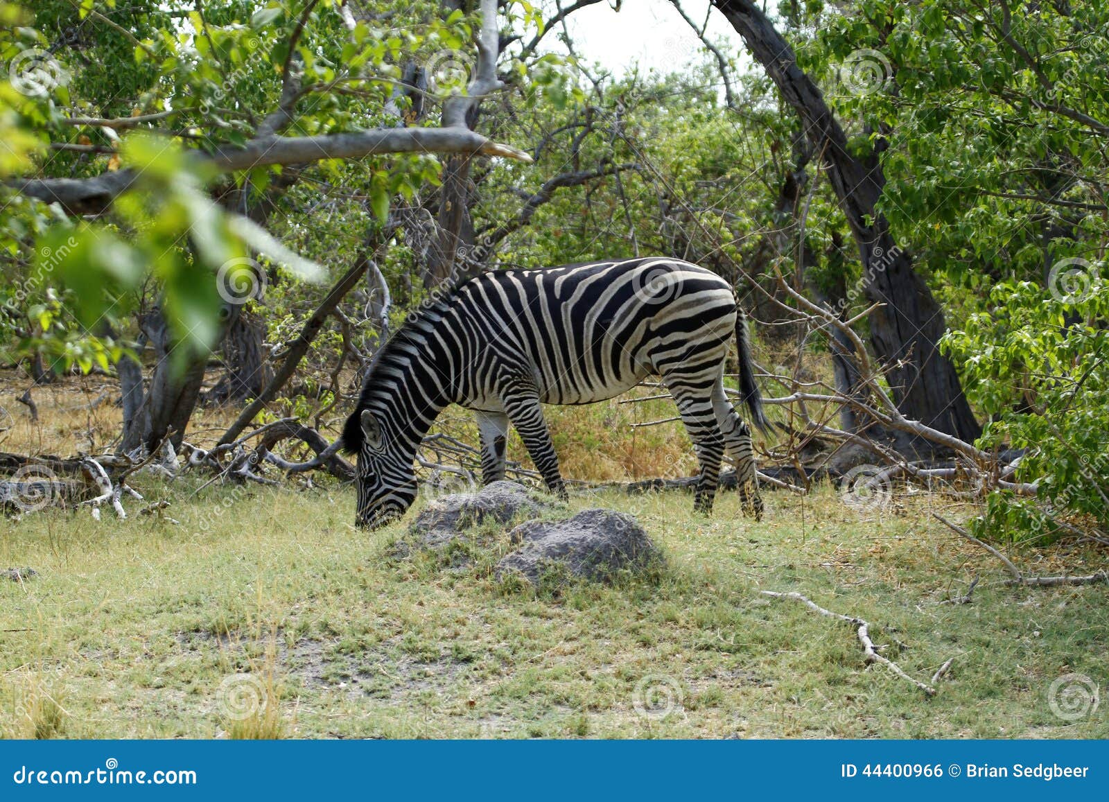 Zebra Stallion stock photo. Image of game, african, africa - 44400966