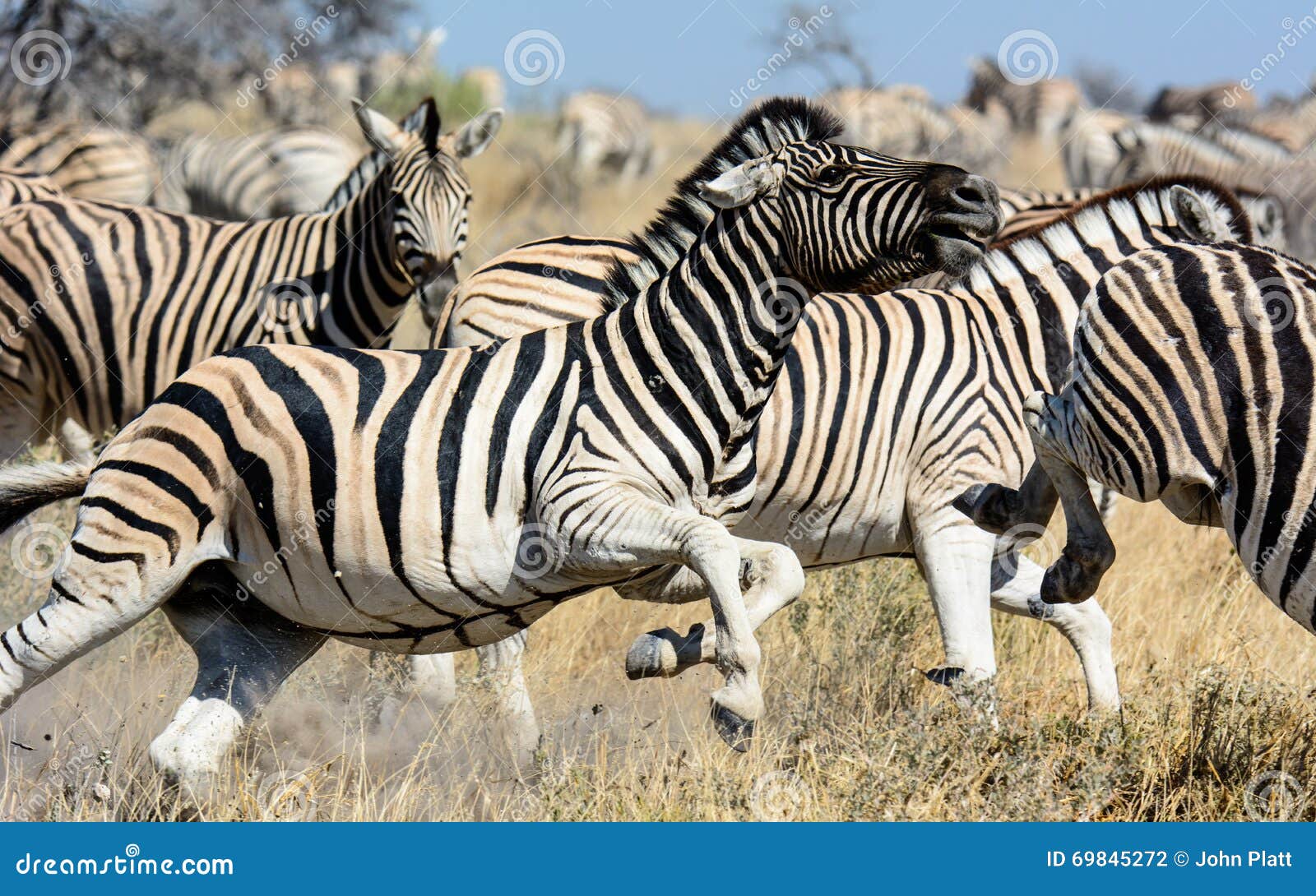 Zebra Stallion Causing Havoc Stock Photo - Image of nature, zebra: 69845272