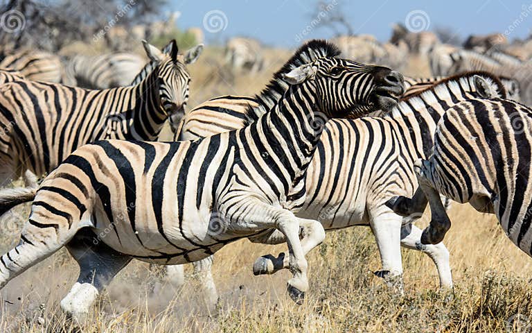 Zebra Stallion Causing Havoc Stock Photo - Image of nature, zebra: 69845272