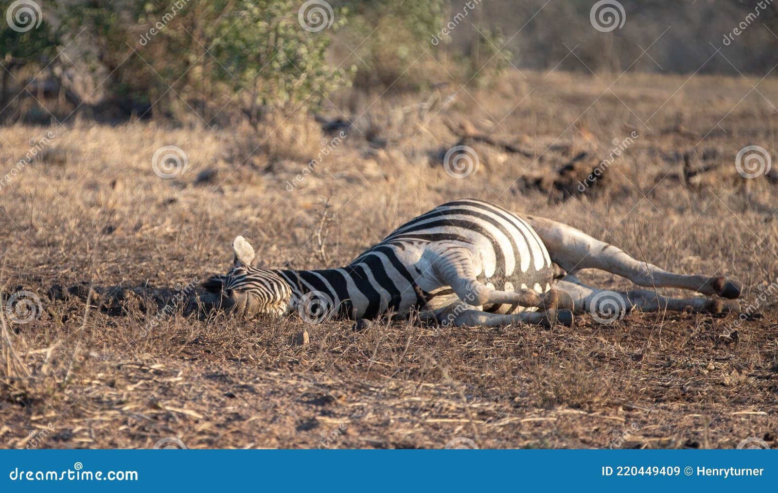 Zebra Stallion Laying Down on His Side in Africa Stock Image - Image of ...