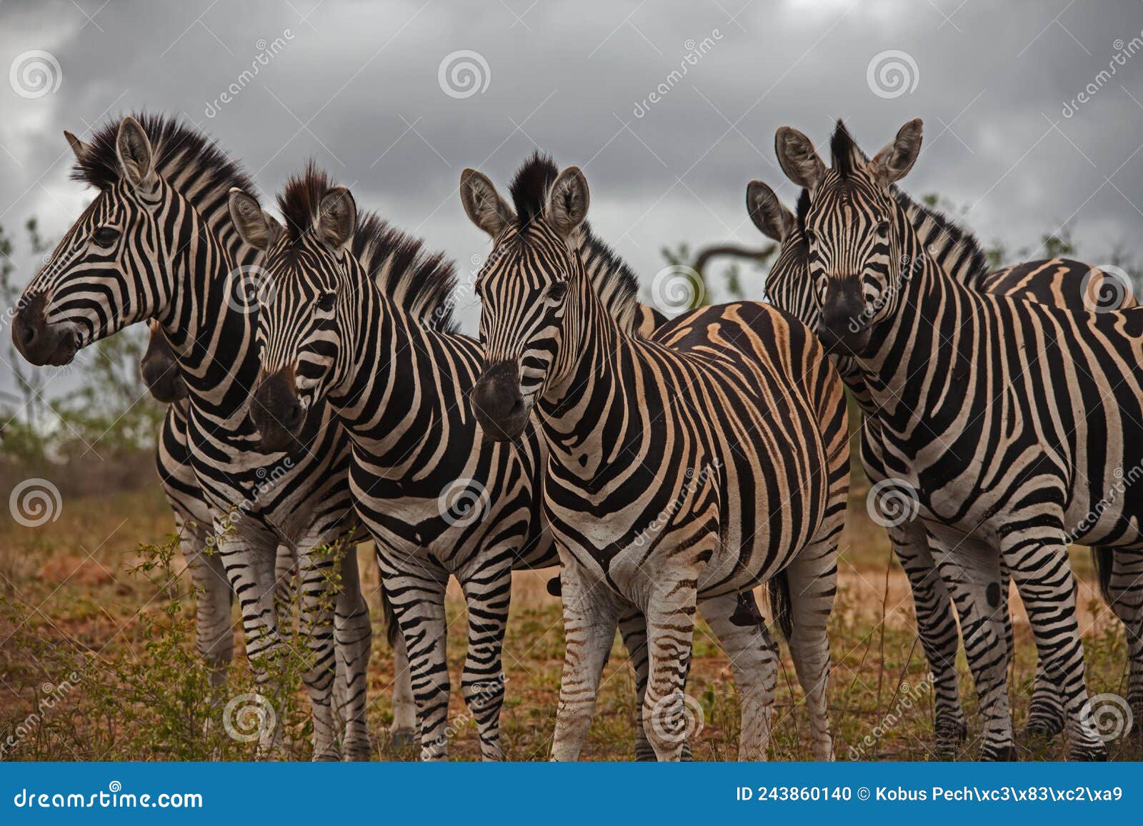 Zebra Stallions 13831 stock photo. Image of outdoor - 243860140