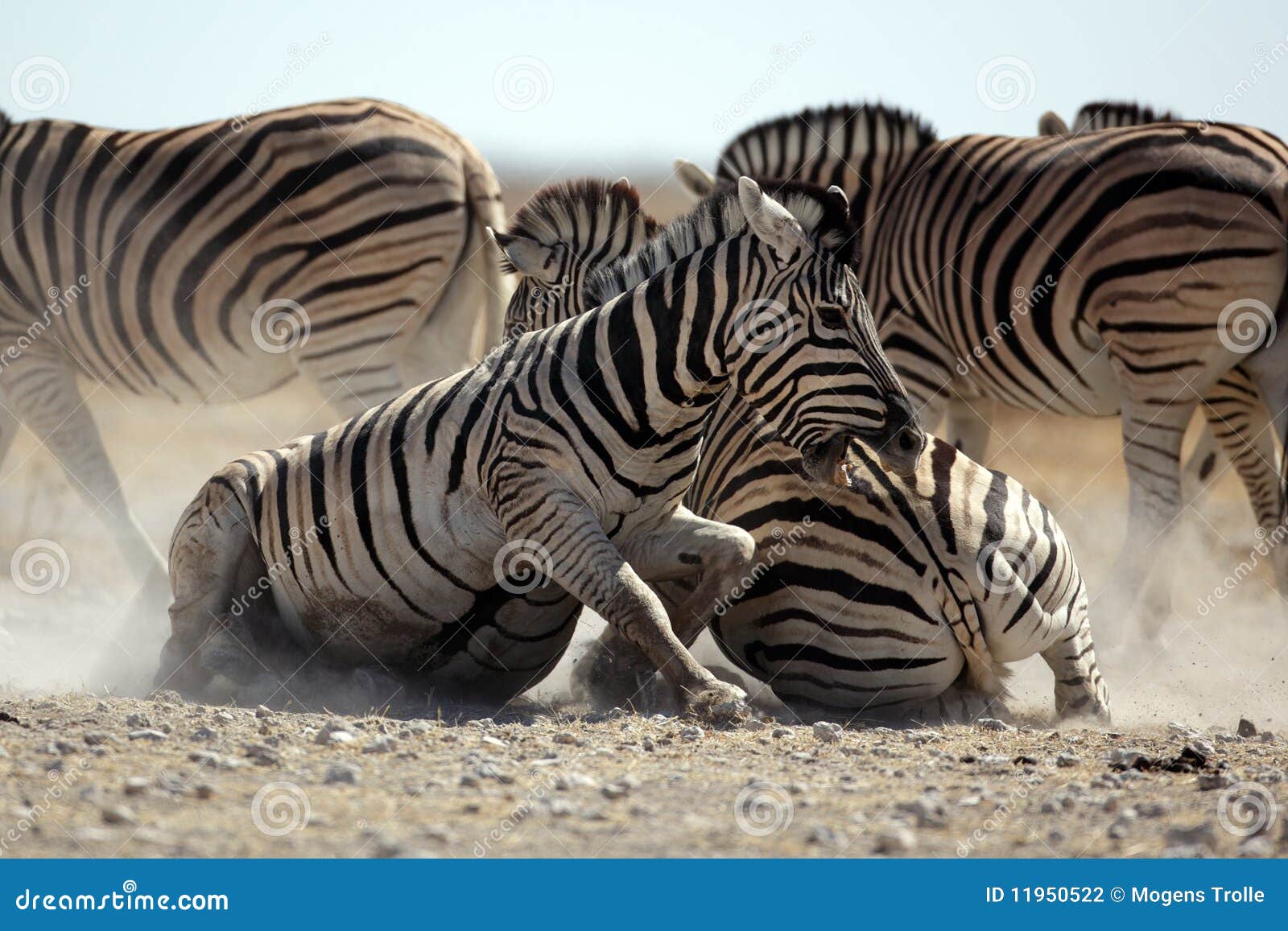 Zebra stallions fighting stock photo. Image of zebra - 11950522