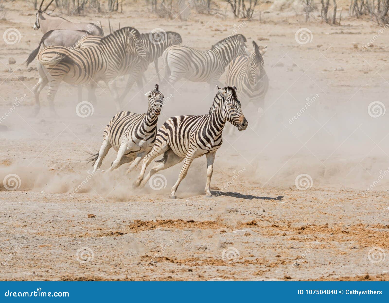 Zebra Stallions Fighting stock photo. Image of nature - 107504840
