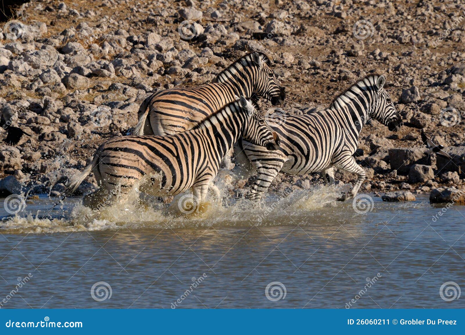 Zebra Stampede
