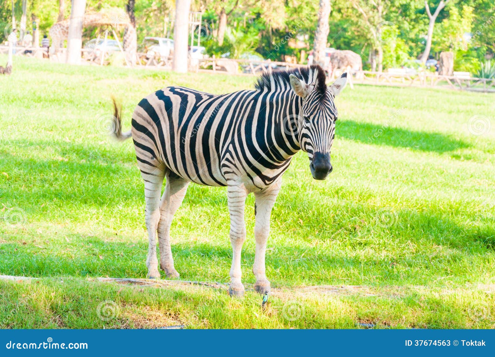 Zebra stand stock image. Image of climate, strips, park - 37674563