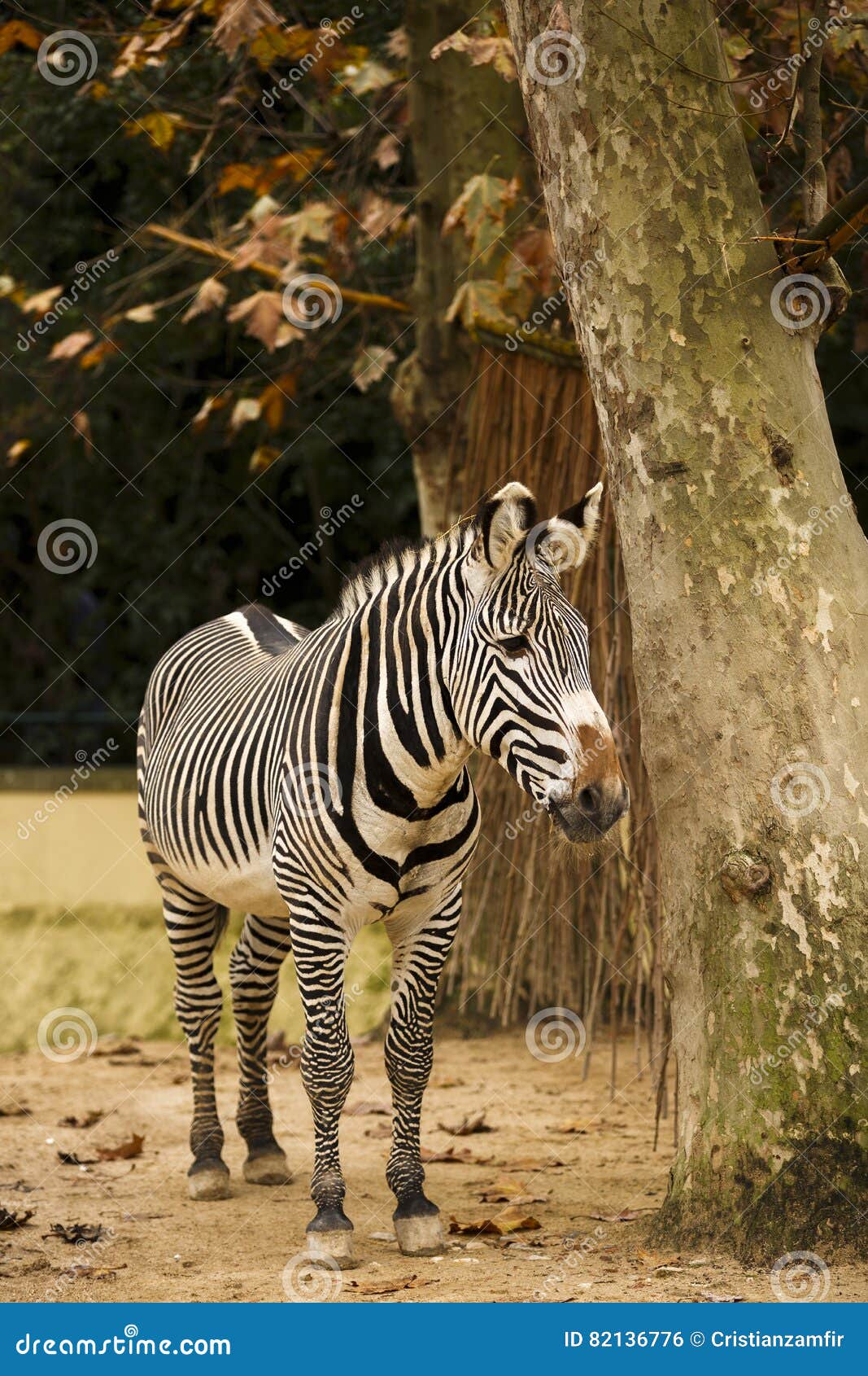 Zebra stand in zoo stock photo. Image of park, nature - 82136776