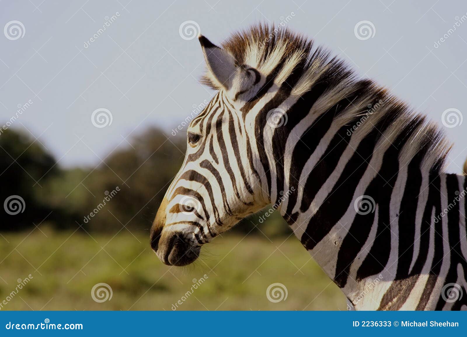 Zebra standing stock image. Image of male, white, wild - 2236333