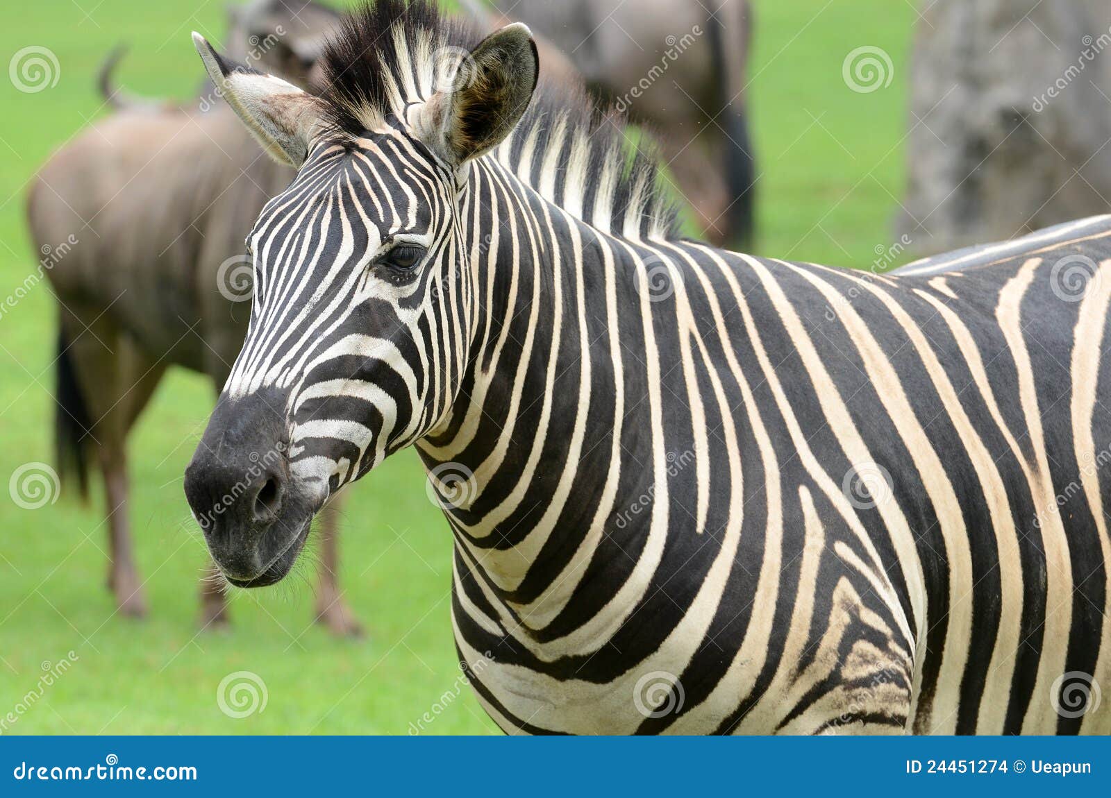 Zebra standing stock photo. Image of wild, tropical, white - 24451274